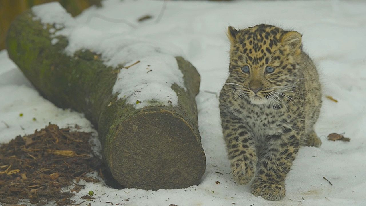 Una rara cría de leopardo hace su adorable debut en el zoológico más ...