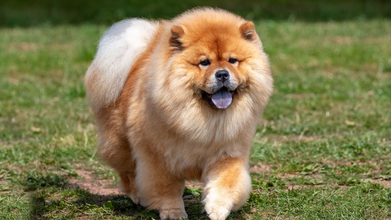 20 dog breeds that fewer people seem to want these days