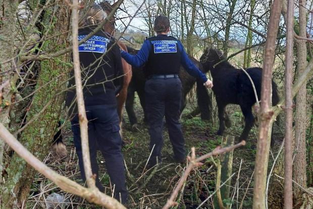 Police rein in runaway horses after rural route turns into potential danger