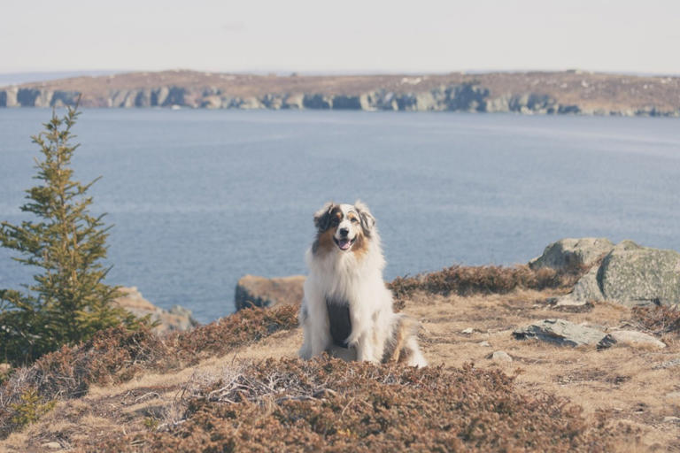 Top 6 athletic dog breeds for active owners, via a trainer