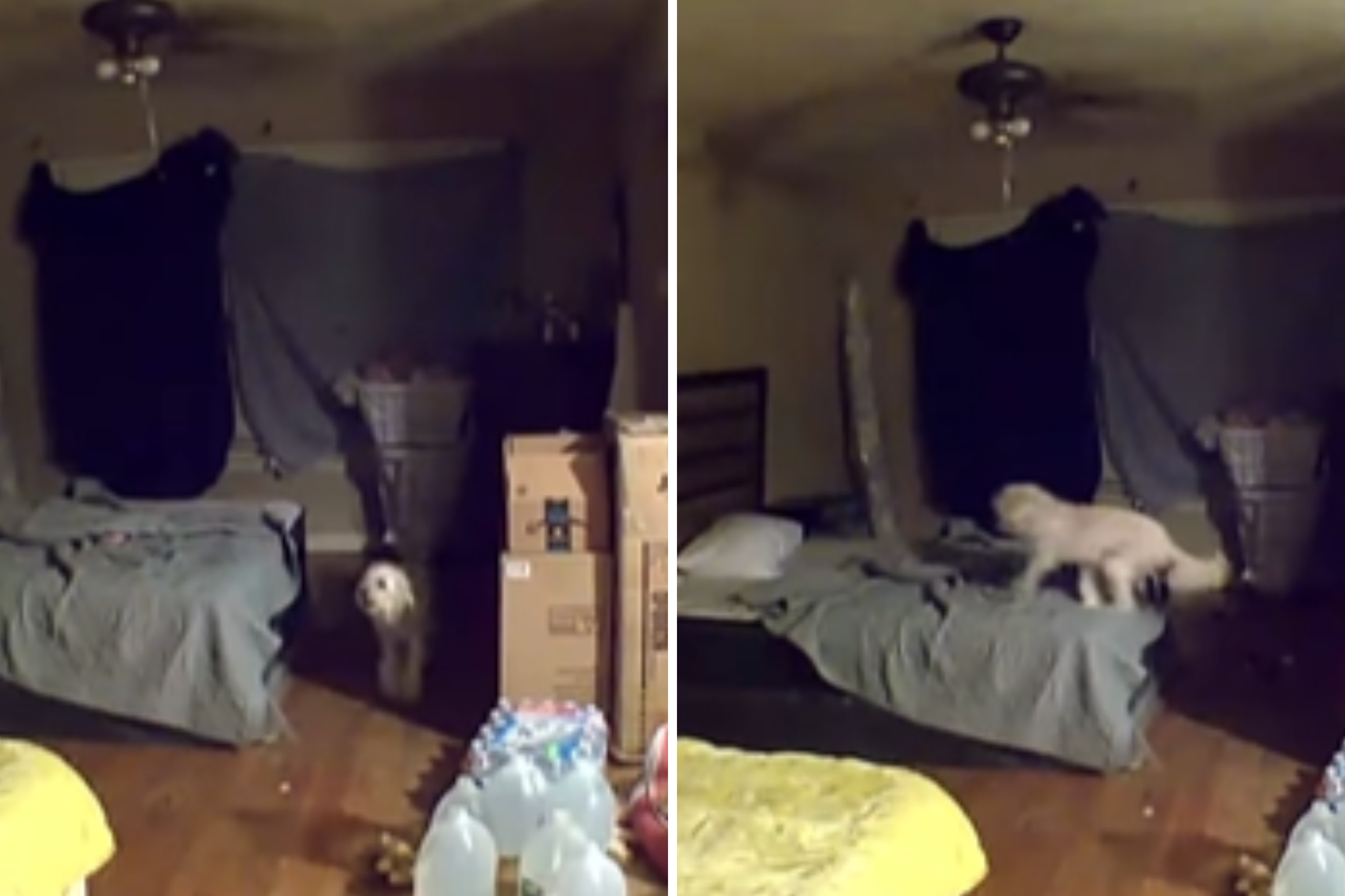 Woman checks on dogs while on work trip—decides to never leave them again