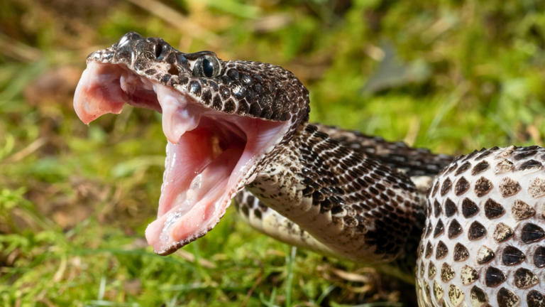 The signs a rattlesnake has already made itself comfortable on your ...