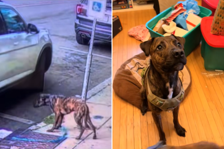 Moment dog dumped on busy highway breaks hearts—unexpected twist goes viral