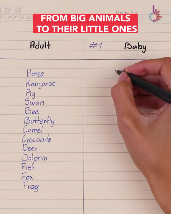 Meet the babies of these animals 🦘🐣