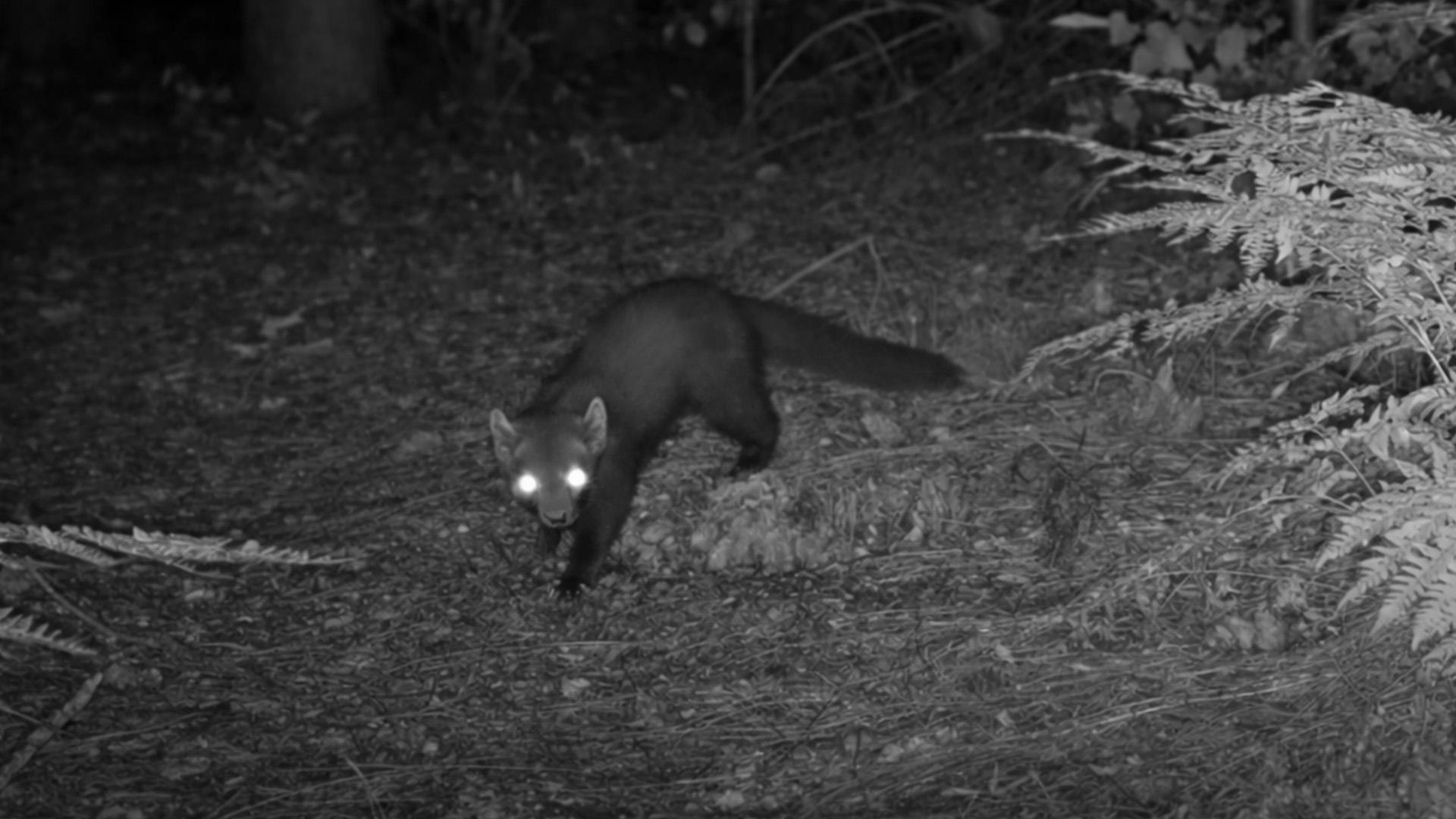 Beech marten family captured by trail camera at night