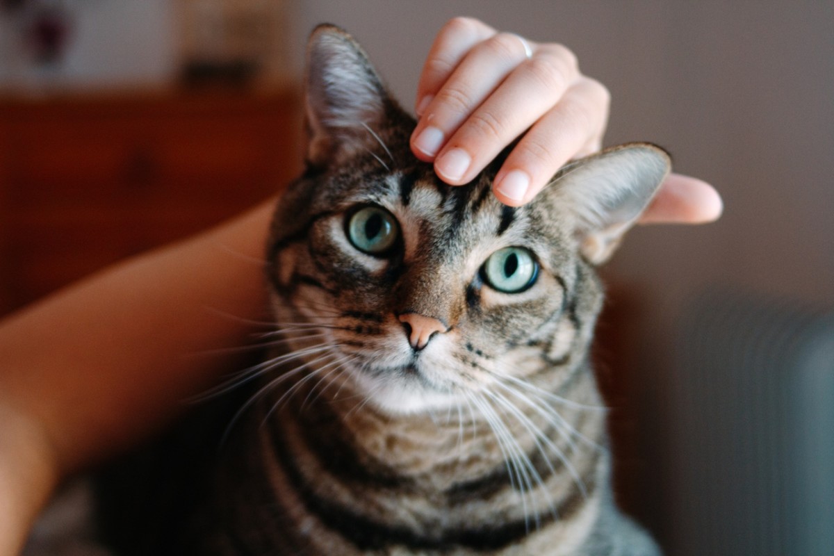 7 signs your cat considers you their hero, says a trainer
