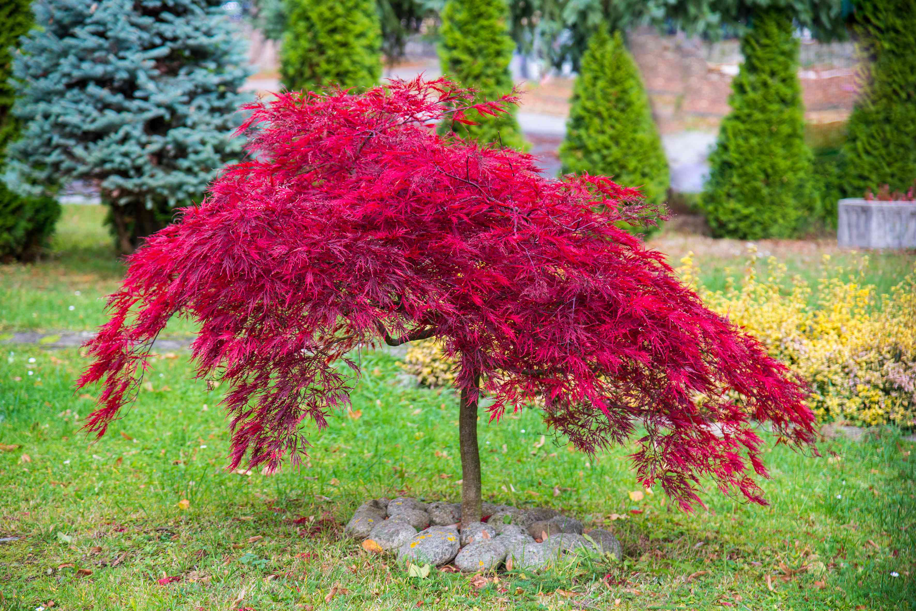 Is it a bad idea to prune your Japanese maple tree in the winter?