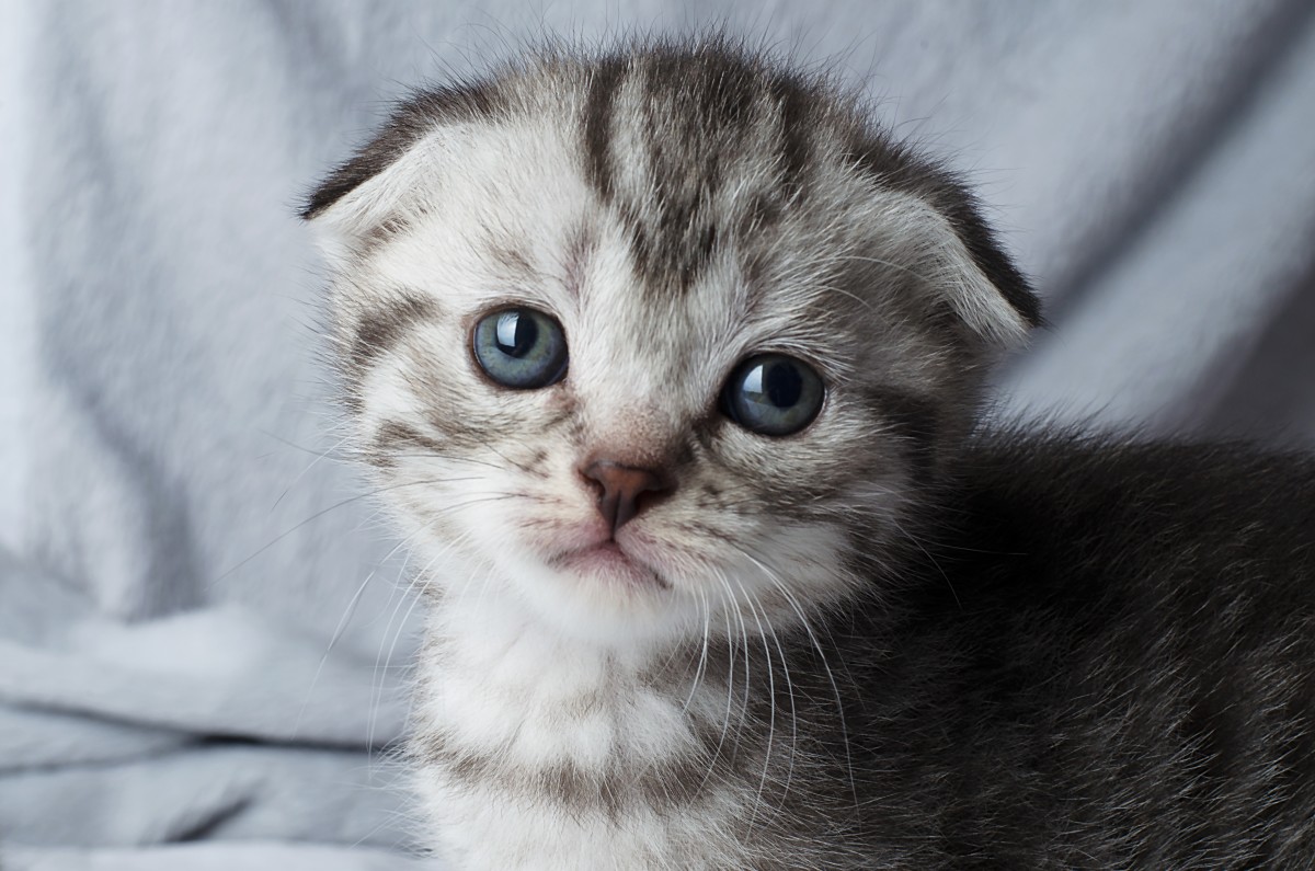 Nonverbal special needs cat randomly starts meowing and looks so proud