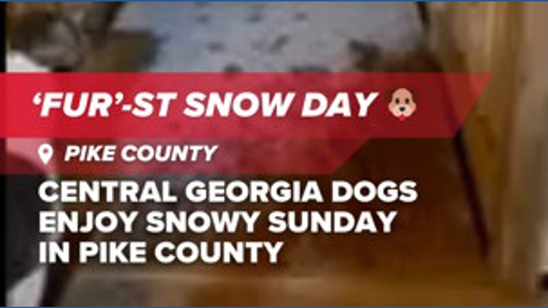 'Fur-st snow day' | Central Georgia dogs enjoy snowy Sunday in Pike County