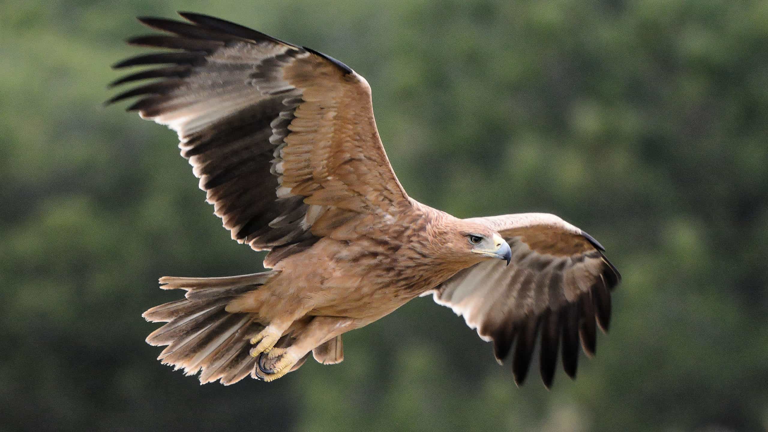 Discover the rarest birds on Earth