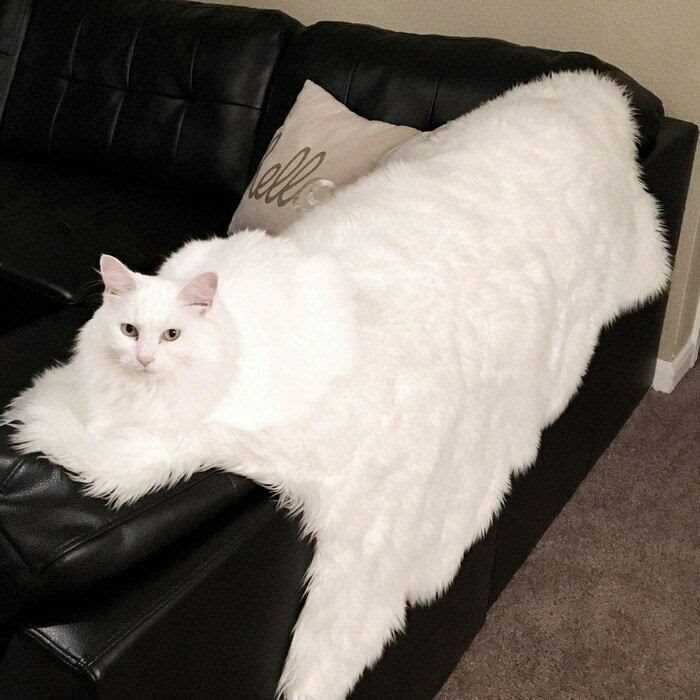 18 photos that are weird beyond explanation