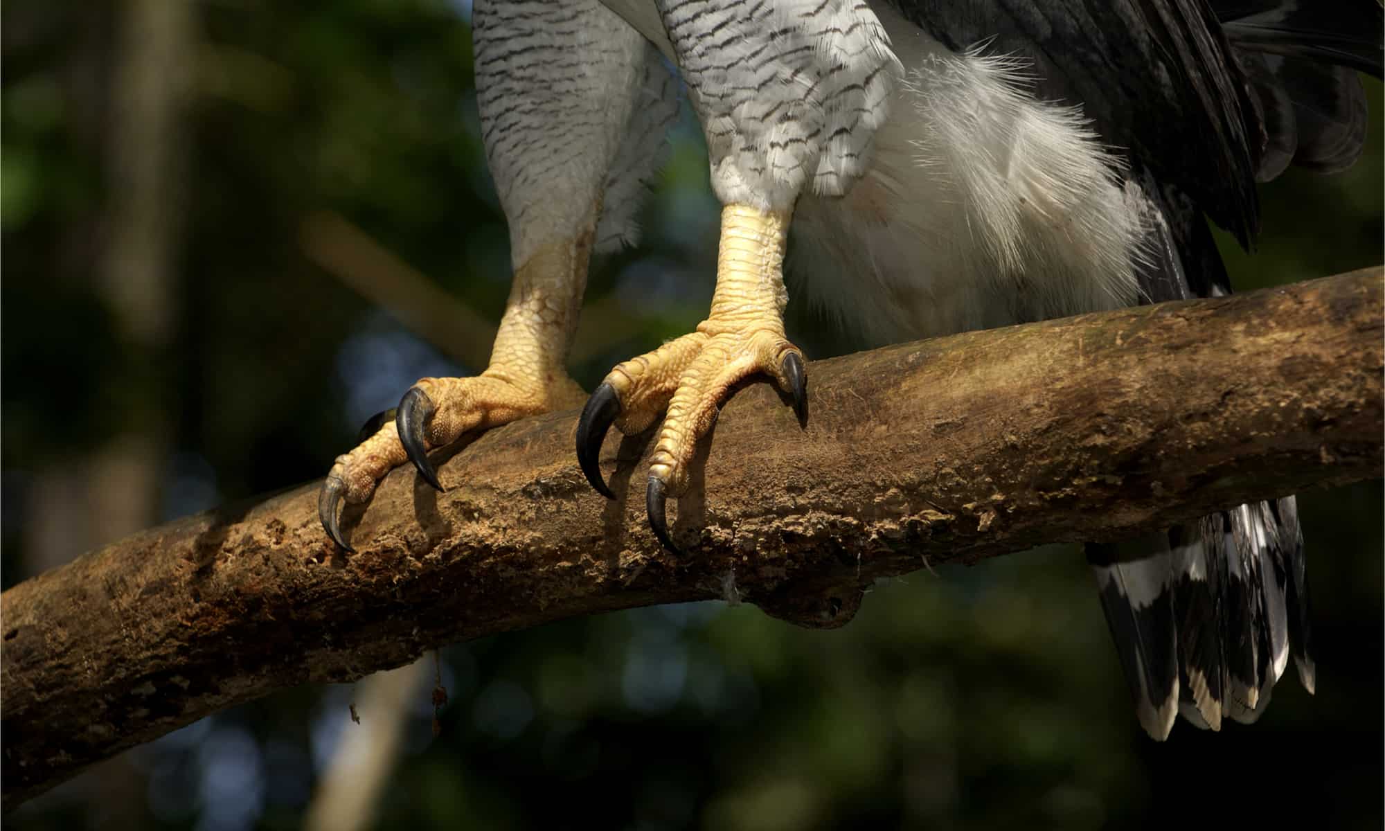 This Bird Has Talons Bigger Than a Bear’s Claws