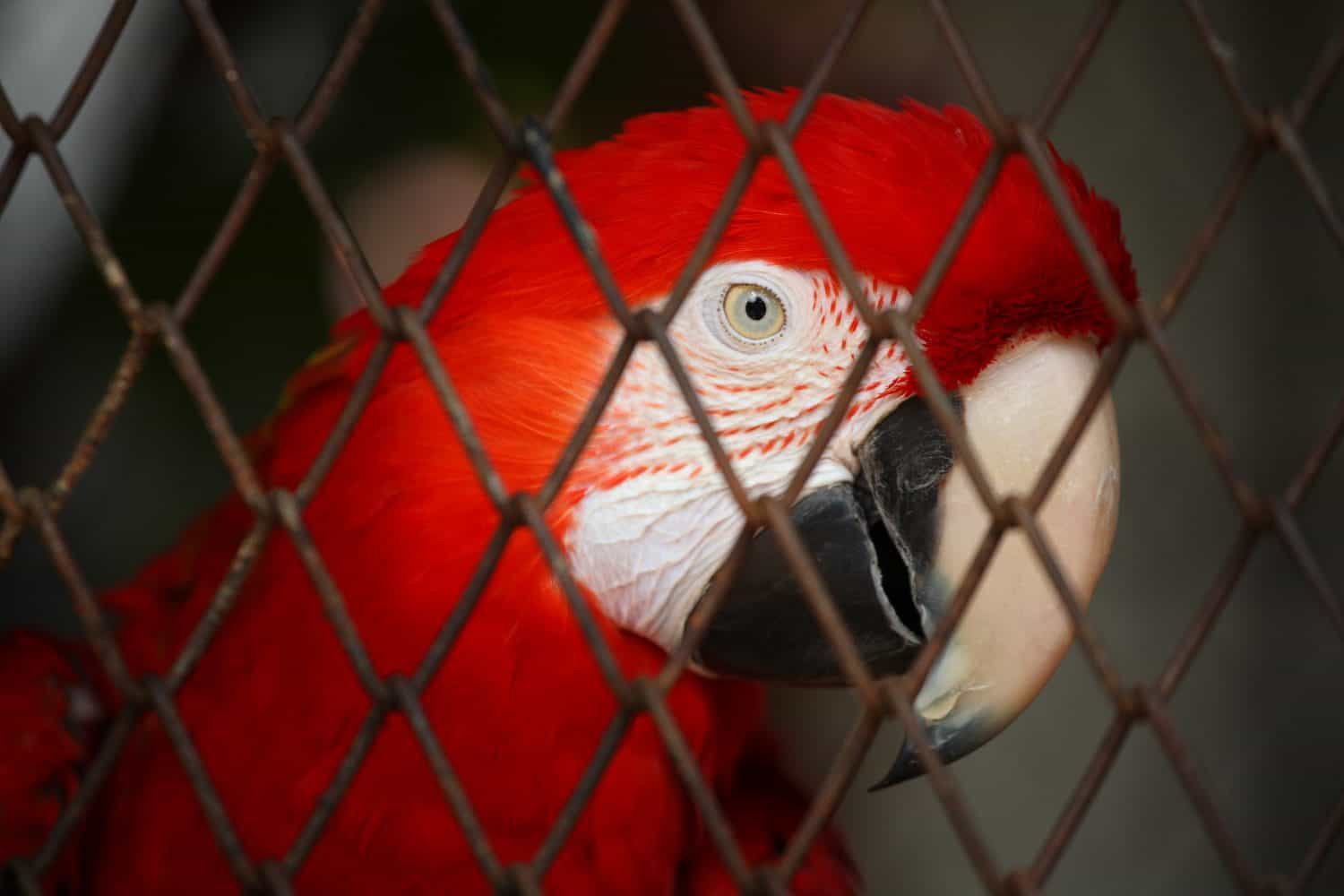 Outliving their owners, parrots face a hidden battle with grief