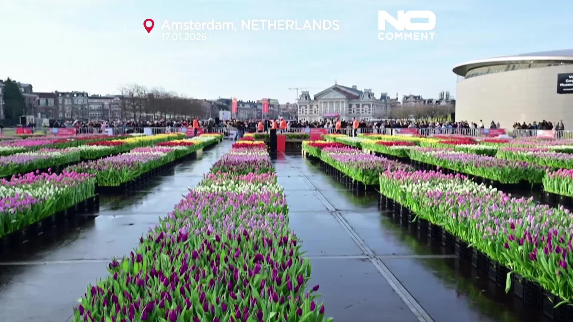 Dutch National Tulip Day: 200,000 tulips handed out in Amsterdam