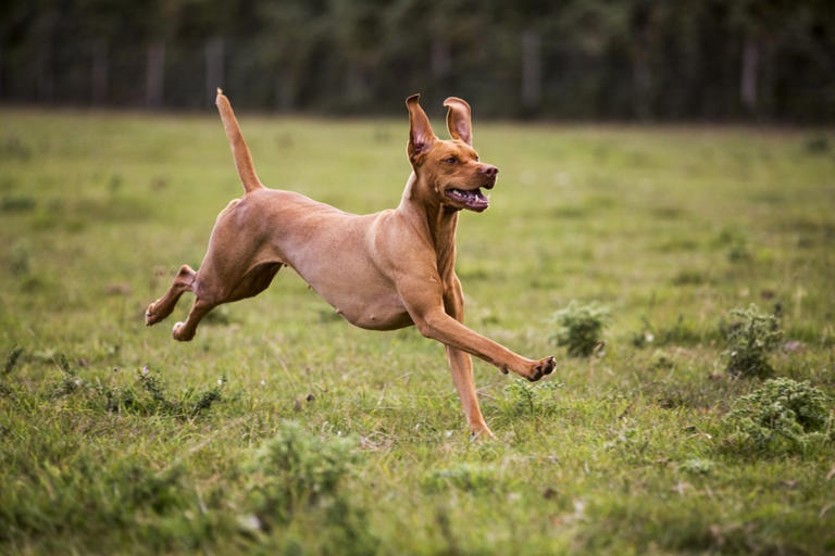 Top 6 athletic dog breeds for active owners, via a trainer
