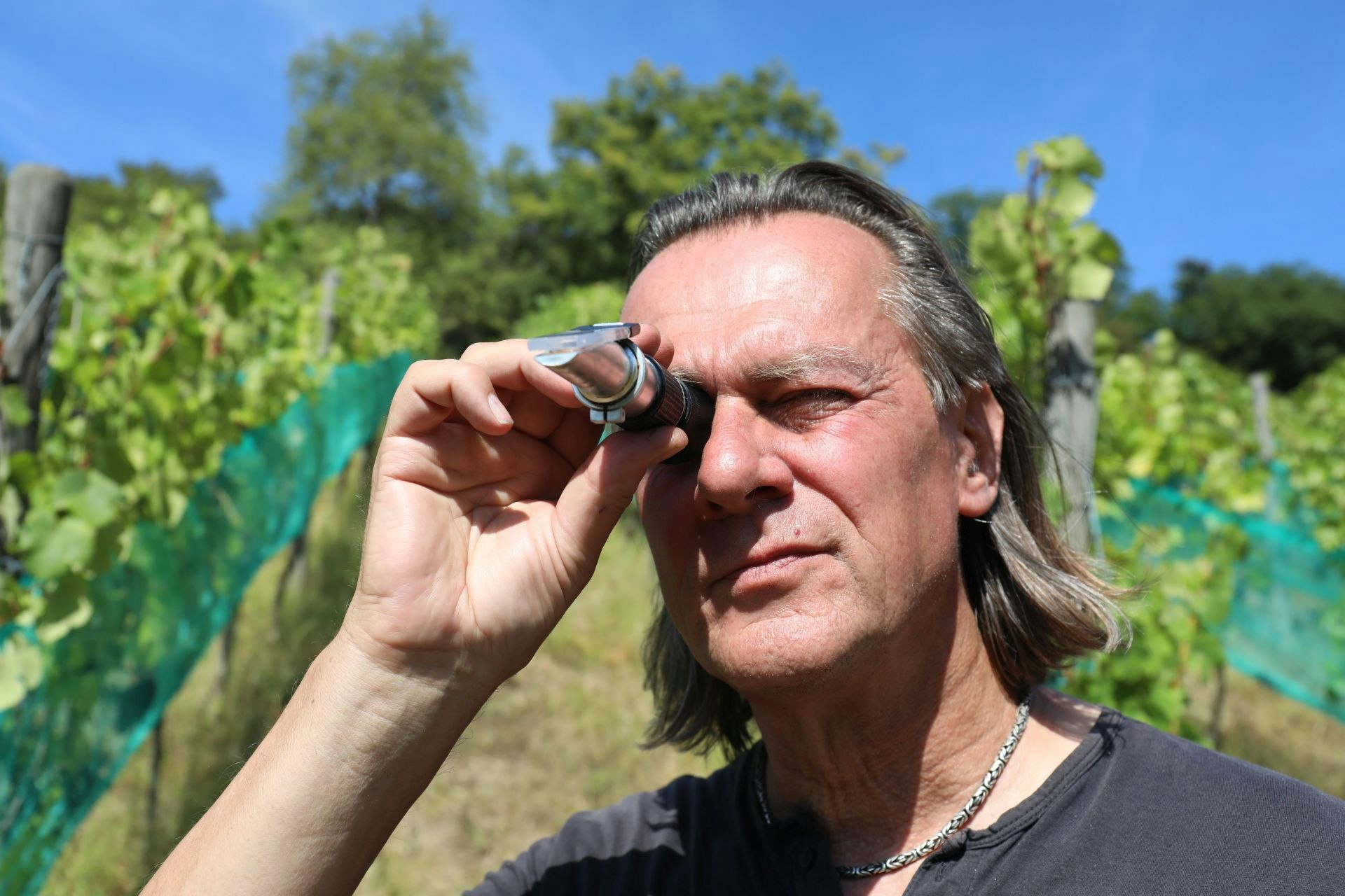 „Diese Reben wurden 1892 gepflanzt“: Warum Winzer im Siebengebirge beim ...