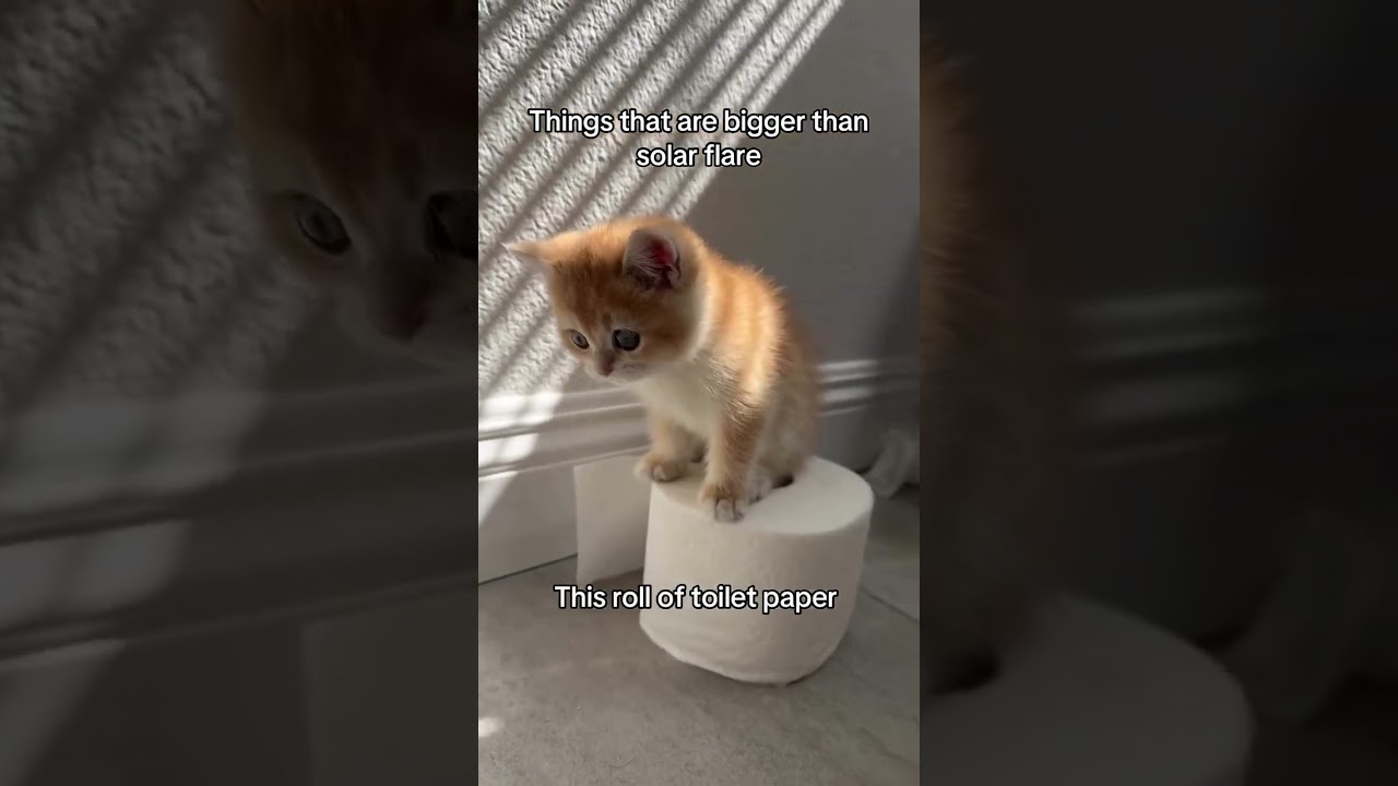 4 small things that are bigger than my tiny kitten