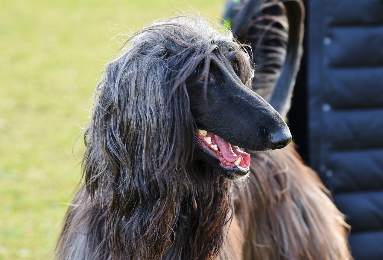 These are the hairiest dog breeds on Earth (and life with them is not ...