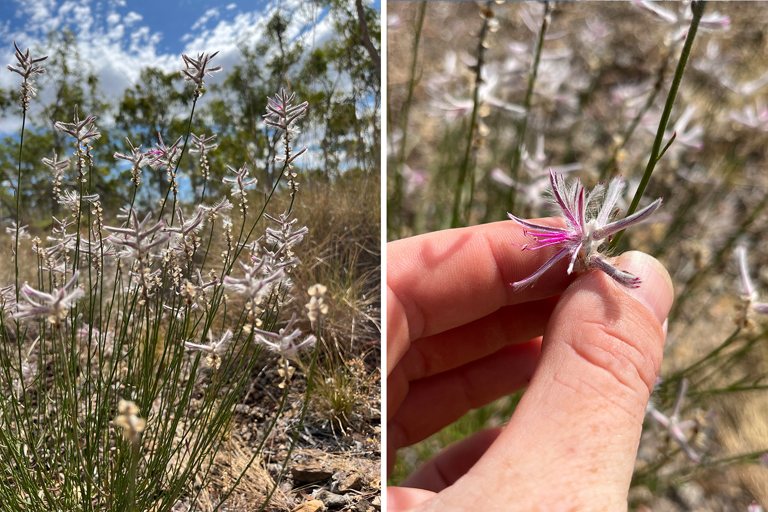 'Extinct' flowering plant rediscovered at secret Australian site after ...