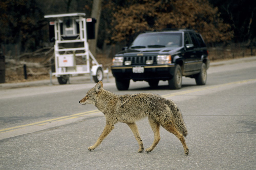 USA: Kojoten mitten in Los Angeles