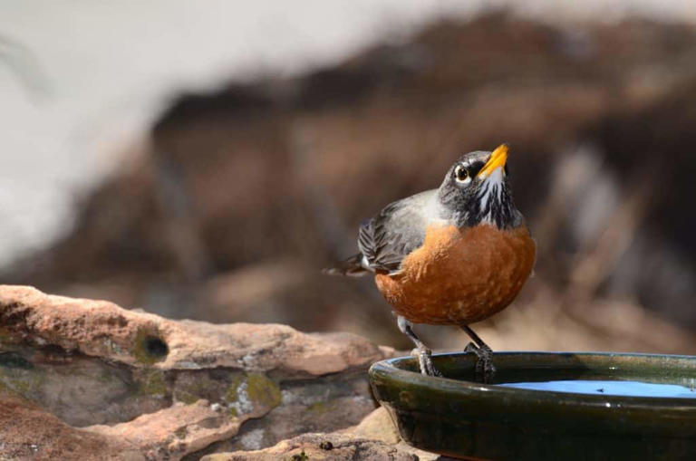 How a century-old bird count outsmarts modern science