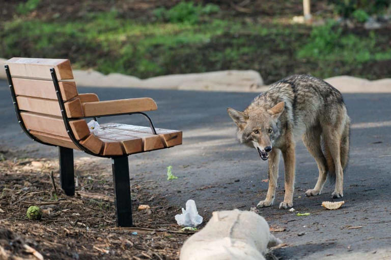 Why urban coyotes prowl modern cities during mating season