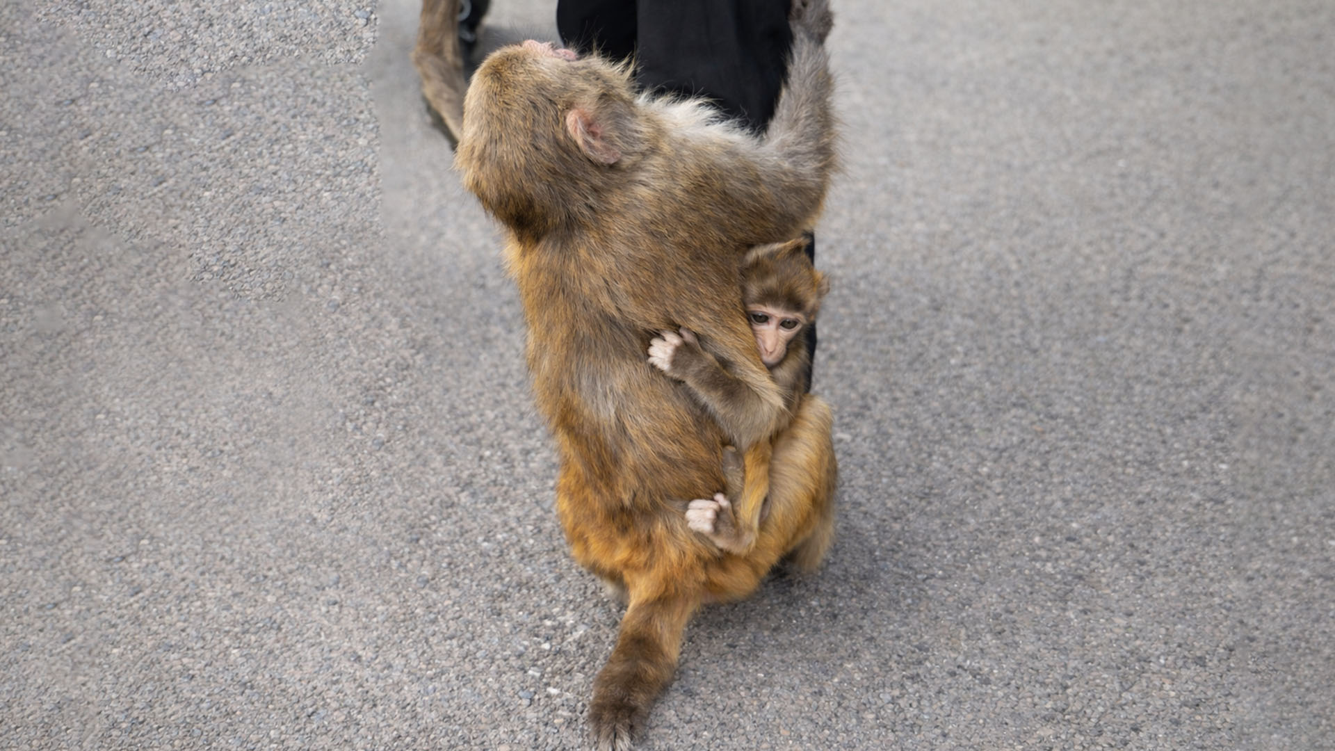 Funny monkey hangs on human's leg