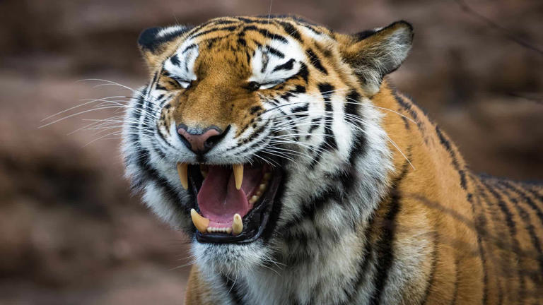 These astonishing tiger facts explain why they’ve earned their ...