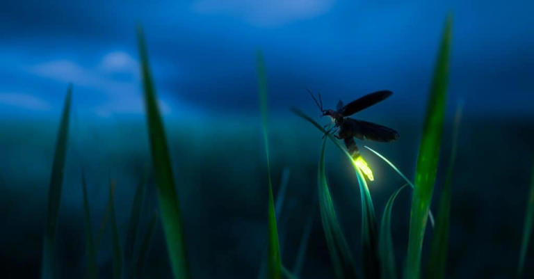 Death glow: How fireflies turn mating signals into survival weapons