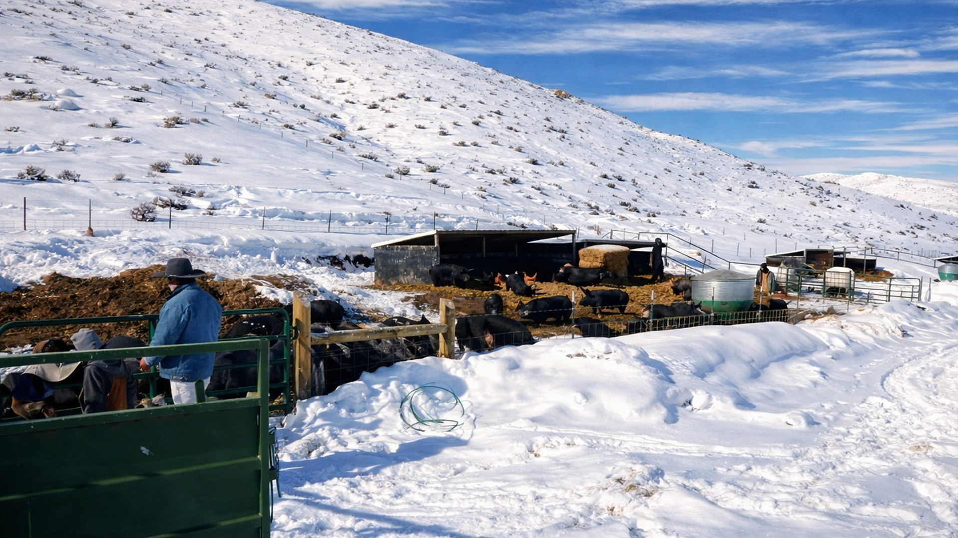 Raising pigs on a cold mountain farm