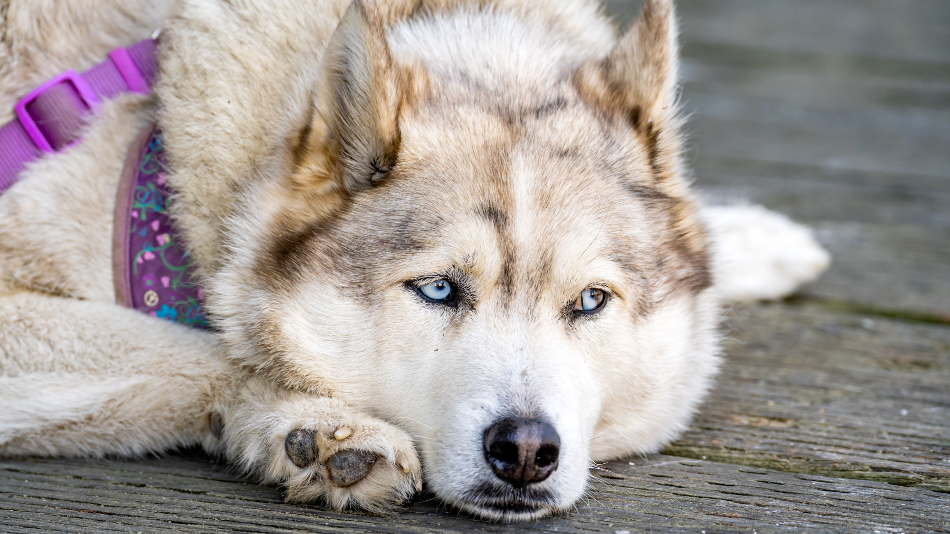 The 10 most common complaints about huskies