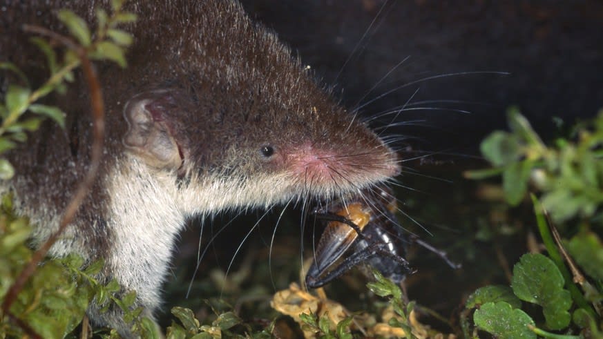 „Ein stiller Killer“: Warum Forscher vor dem Bornavirus warnen