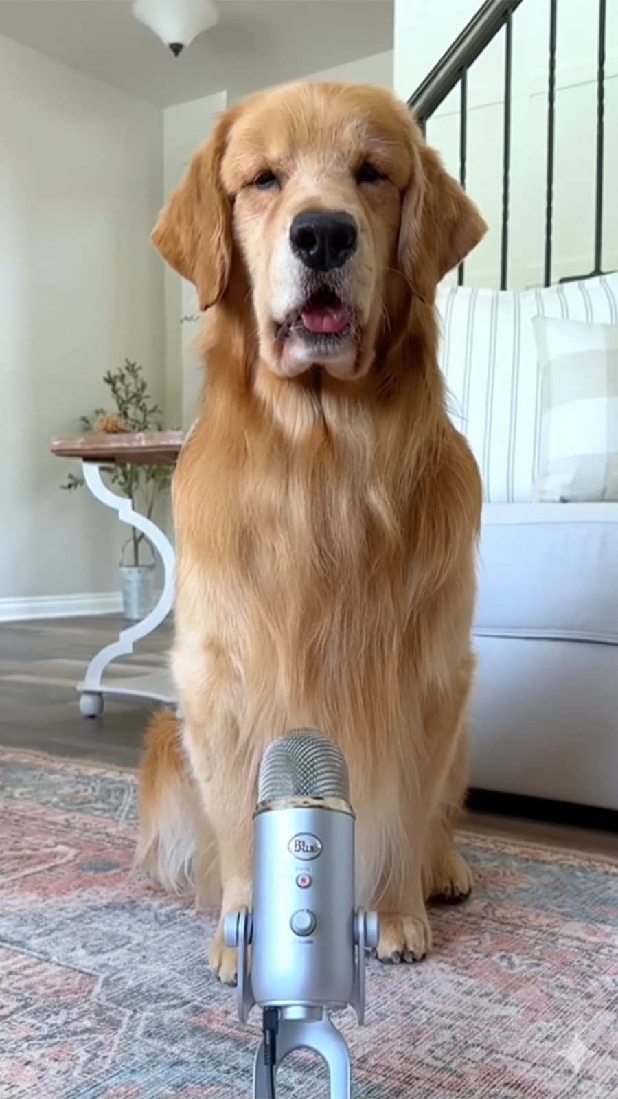 Golden retriever performs grooming ASMR