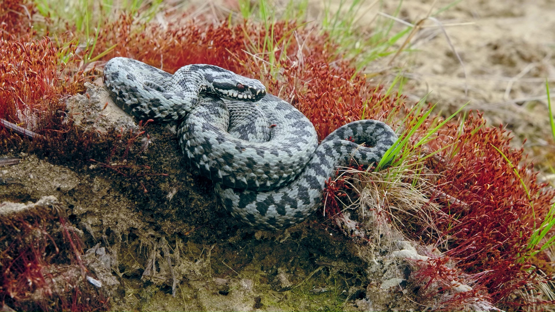 Víbora común en su hábitat
