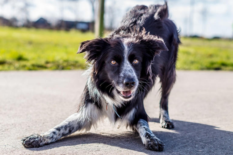 Top 6 athletic dog breeds for active owners, via a trainer