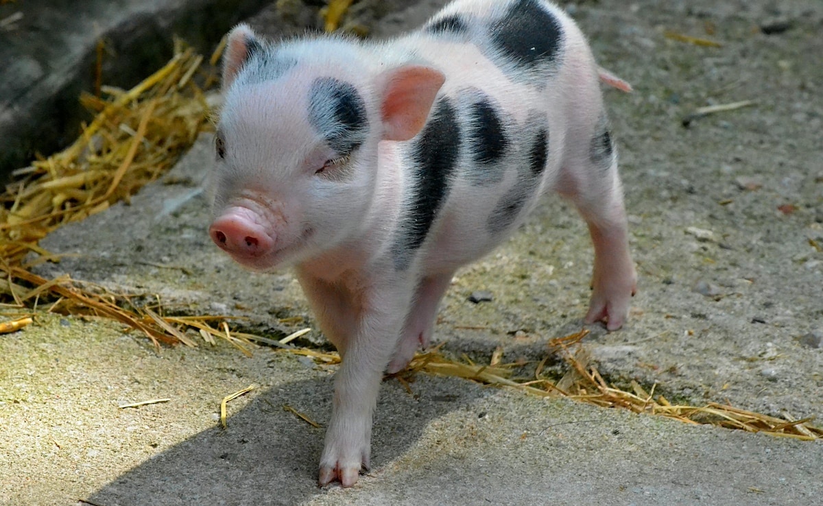 Chinese woman's pig-slaughter request goes viral, draws over 1,000 ...