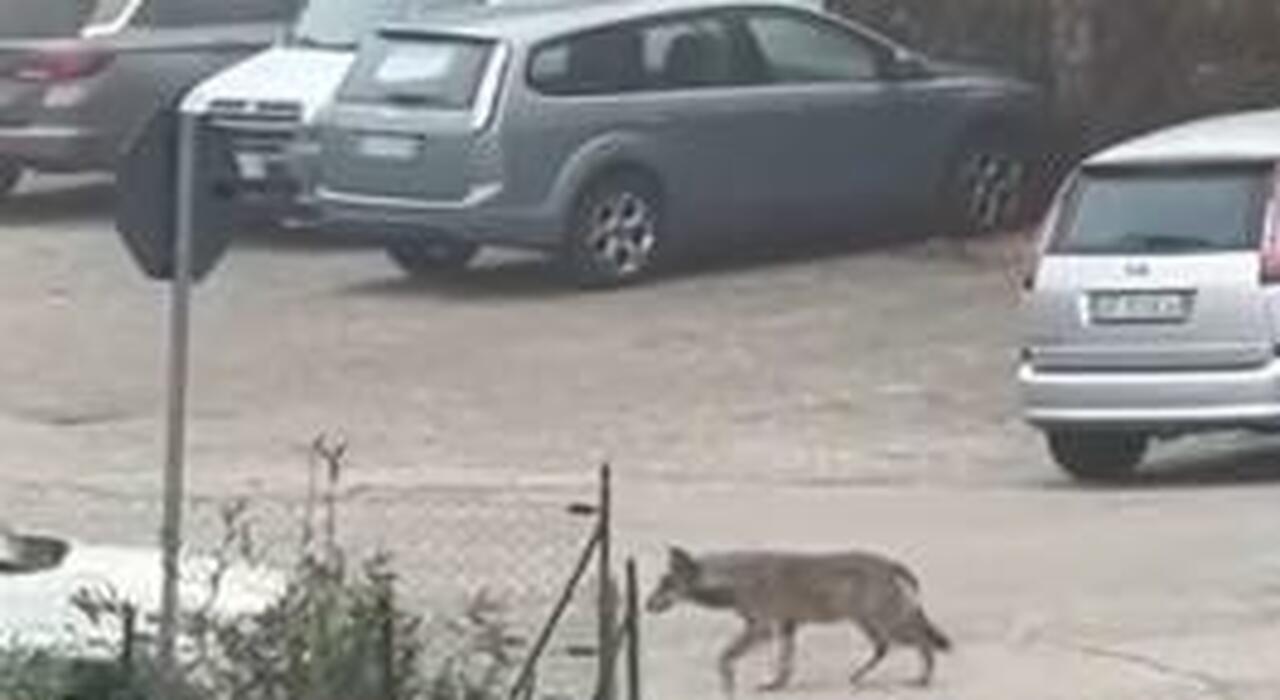 Lupo nel parcheggio in via Bettini a Recanati: «È in questa zona ormai ...