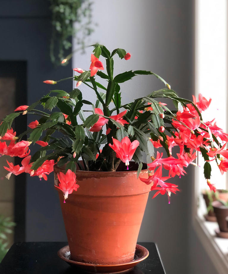 What your Christmas cactus actually needs in June to bloom this winter ...