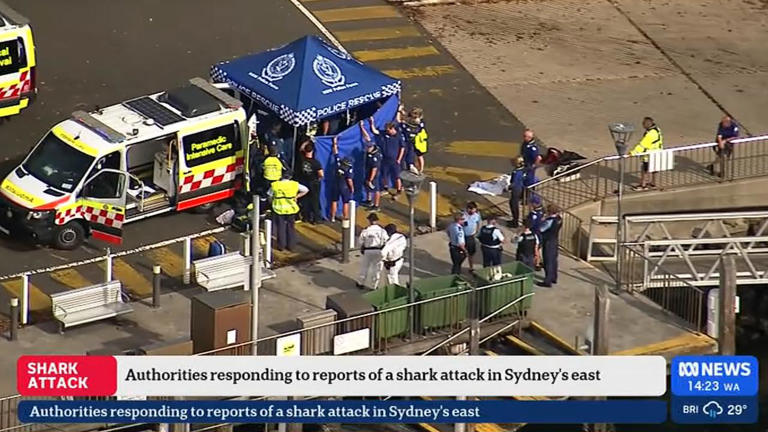Boy in critical condition after shark attack