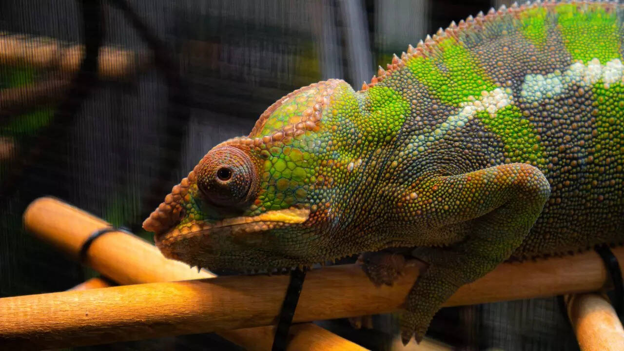 Green iguana to rainbow whiptail: 7 vibrantly coloured lizards from ...