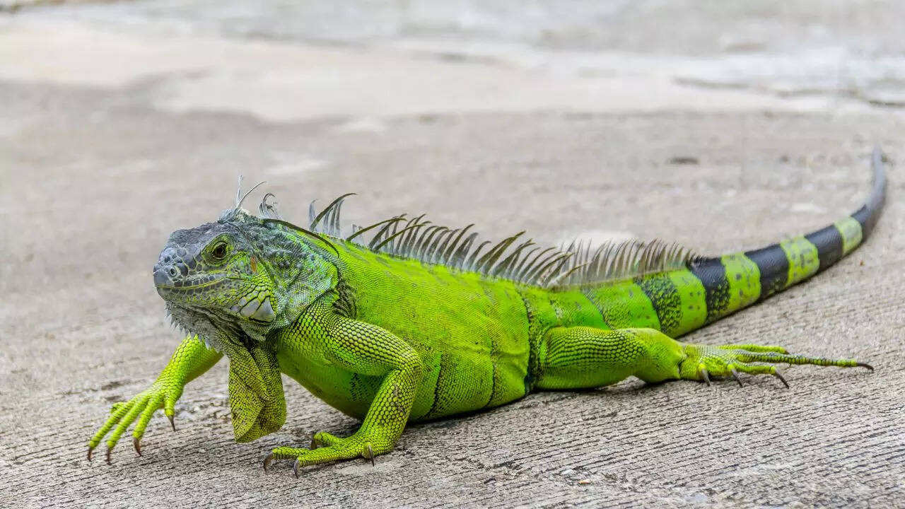 Green iguana to rainbow whiptail: 7 vibrantly coloured lizards from ...
