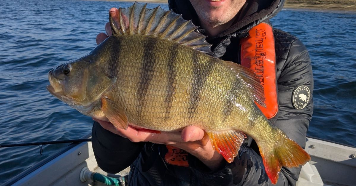 Early reward as superb perch fooled on second cast