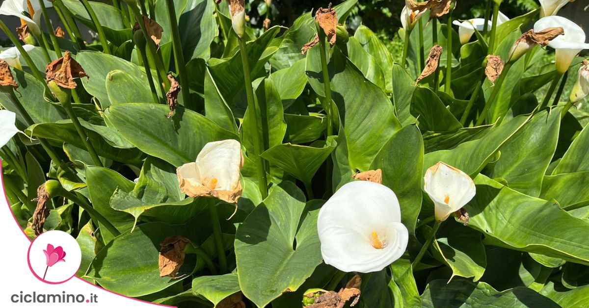 Lo stelo della calla non si regge e si piega a metà per un problema con ...