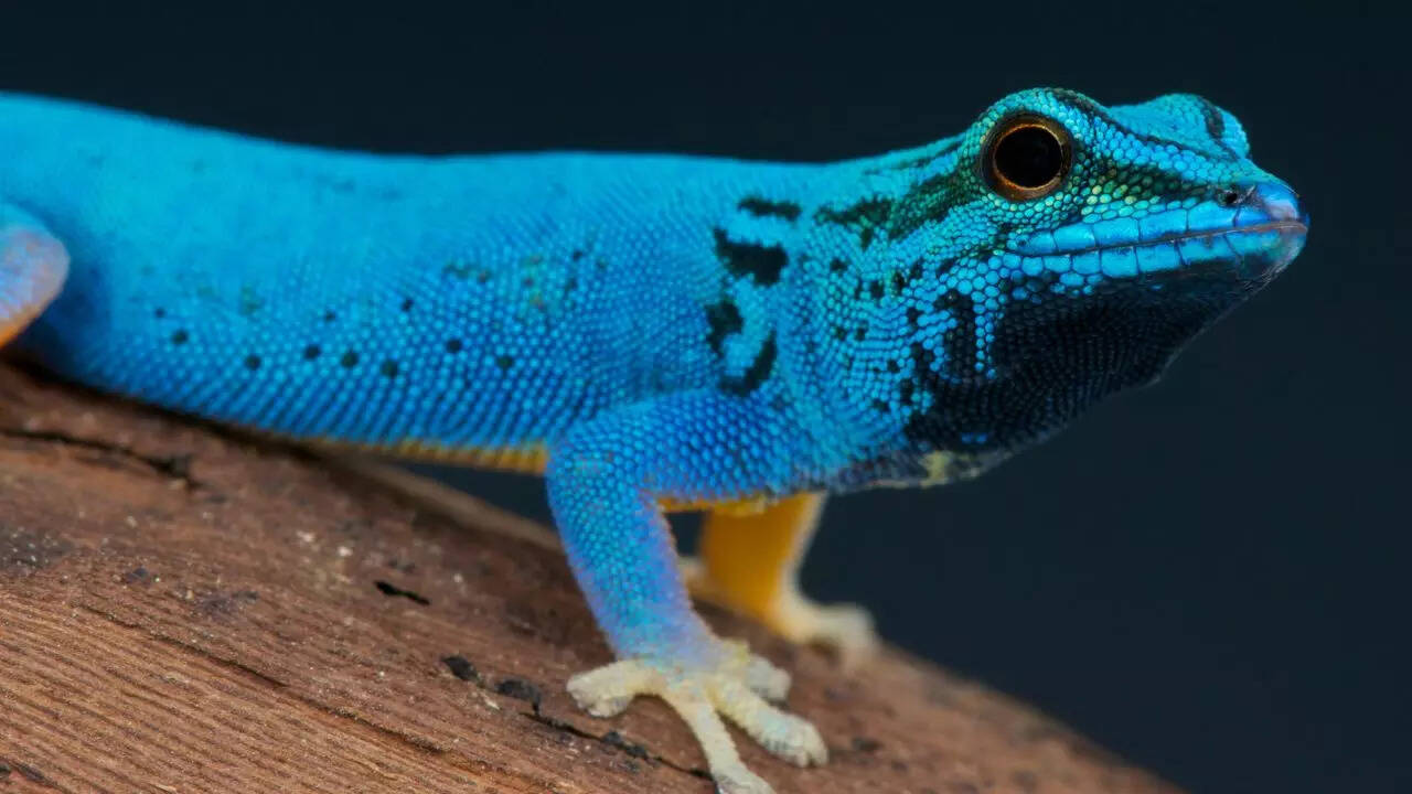 Green iguana to rainbow whiptail: 7 vibrantly coloured lizards from ...