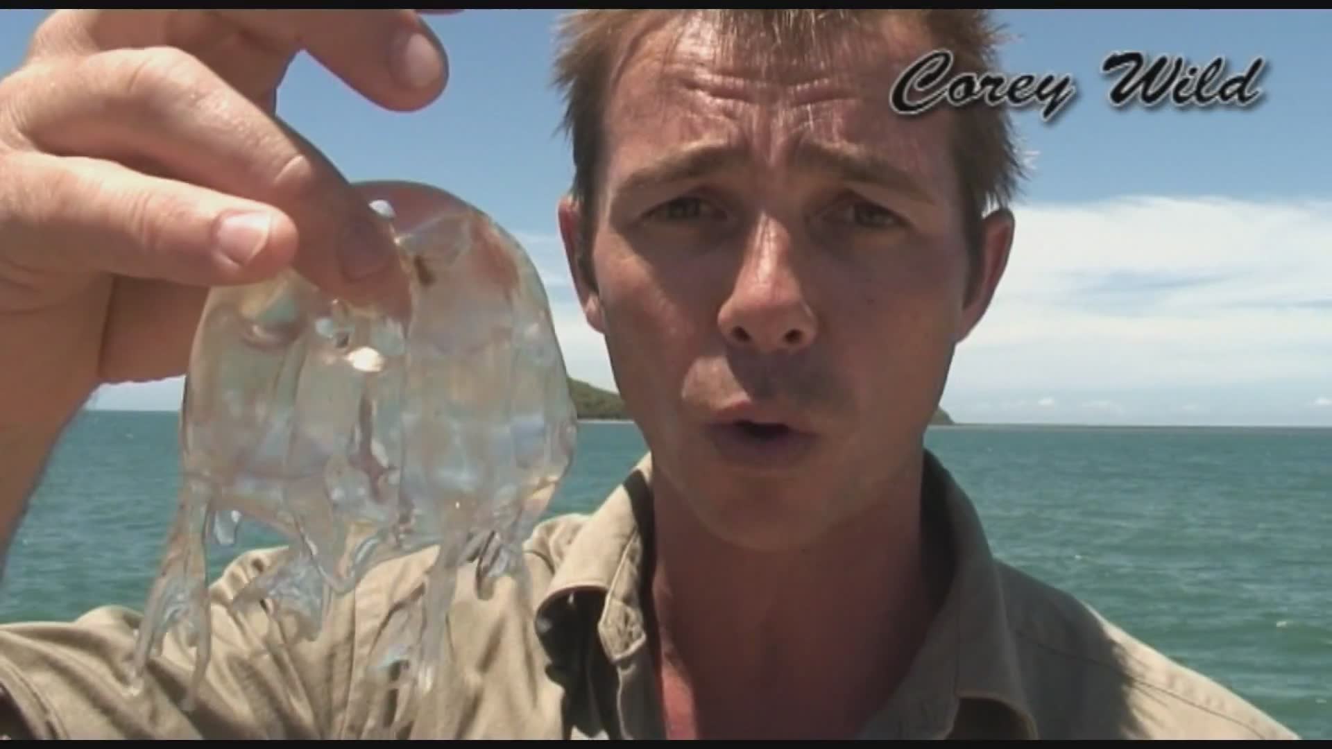 Understanding box jellyfish lethal threat