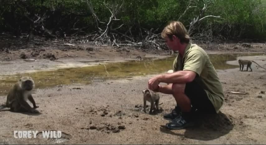 Aggressive macaque behavior in tourist zones