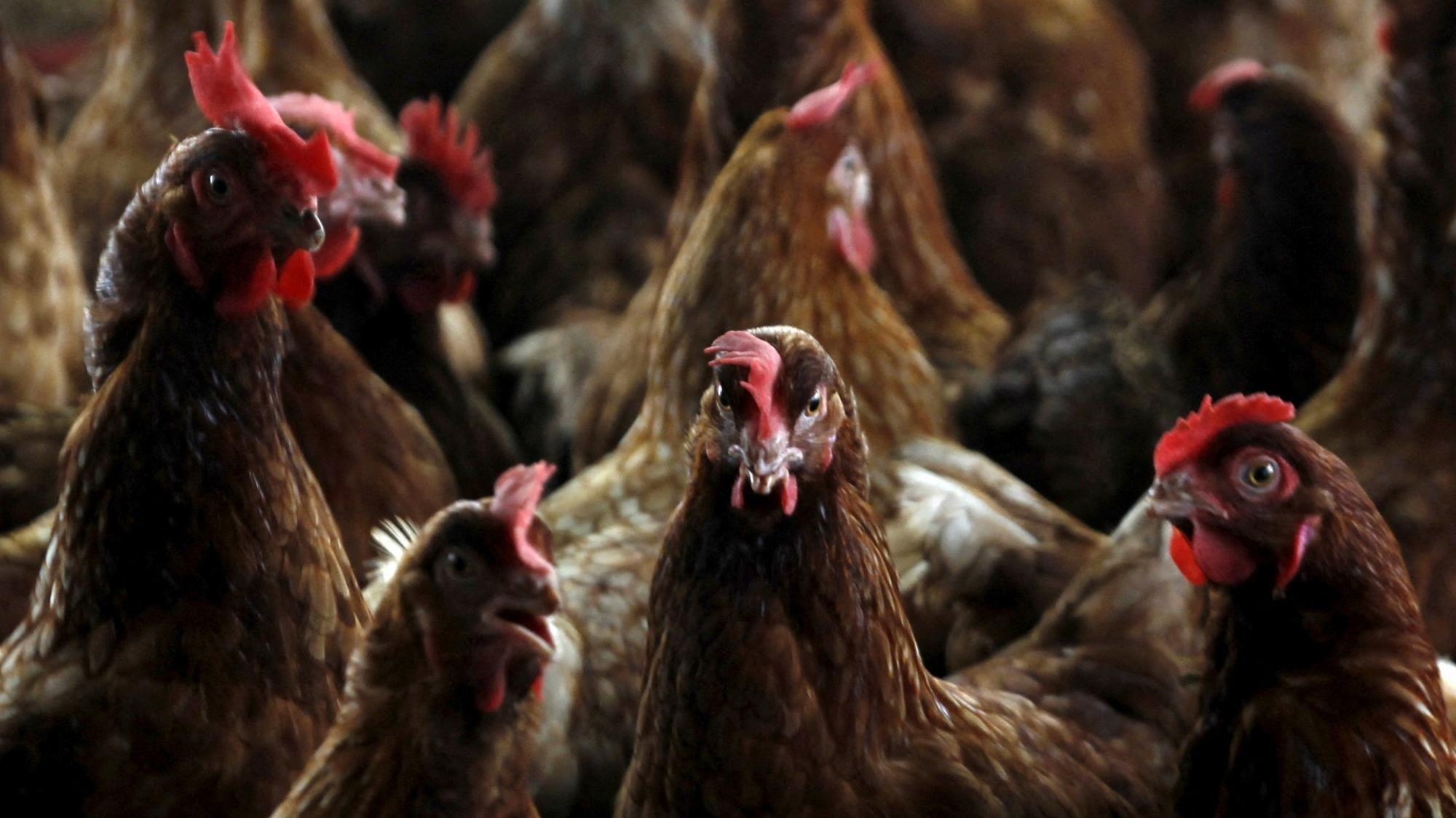 Bird flu outbreak at third commercial poultry farm