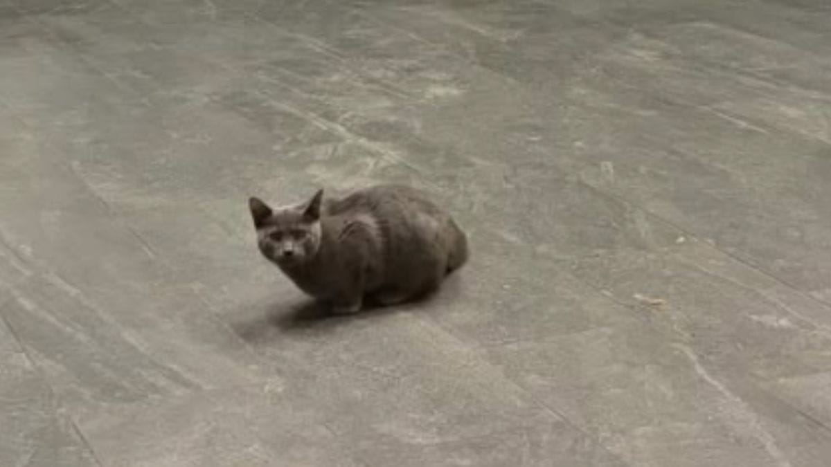 Trapped cat's life saved by a note on the station door