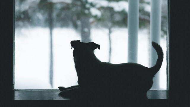 Pet owner shares 'miracle' accessory to keep anxious puppy calm: 'It ...