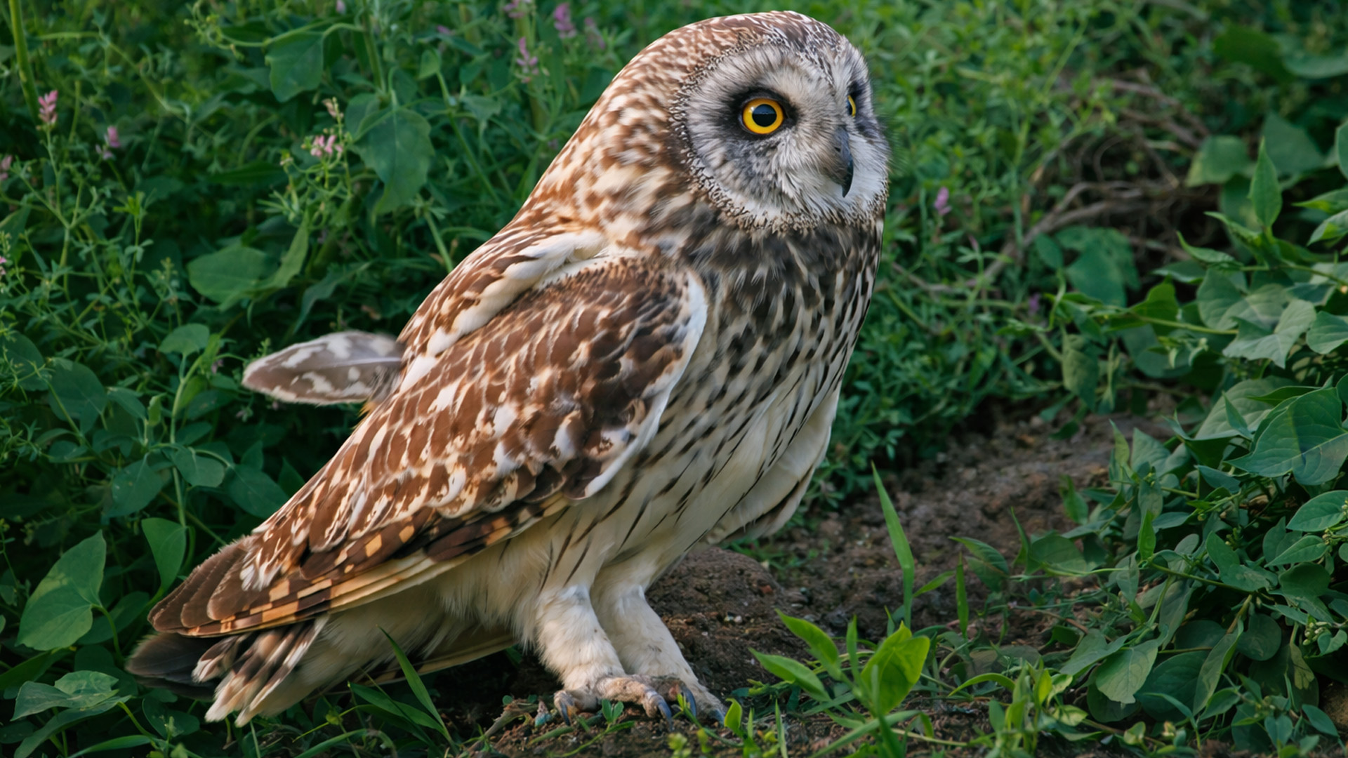 Ich hätte nicht erwartet, eine Eule auf offenem Feld zu sehen